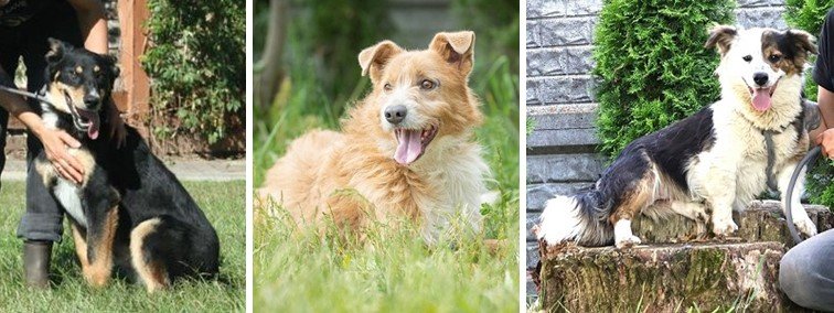 Wir helfen Hunden in Not - Fellgesichter in Not e.V.